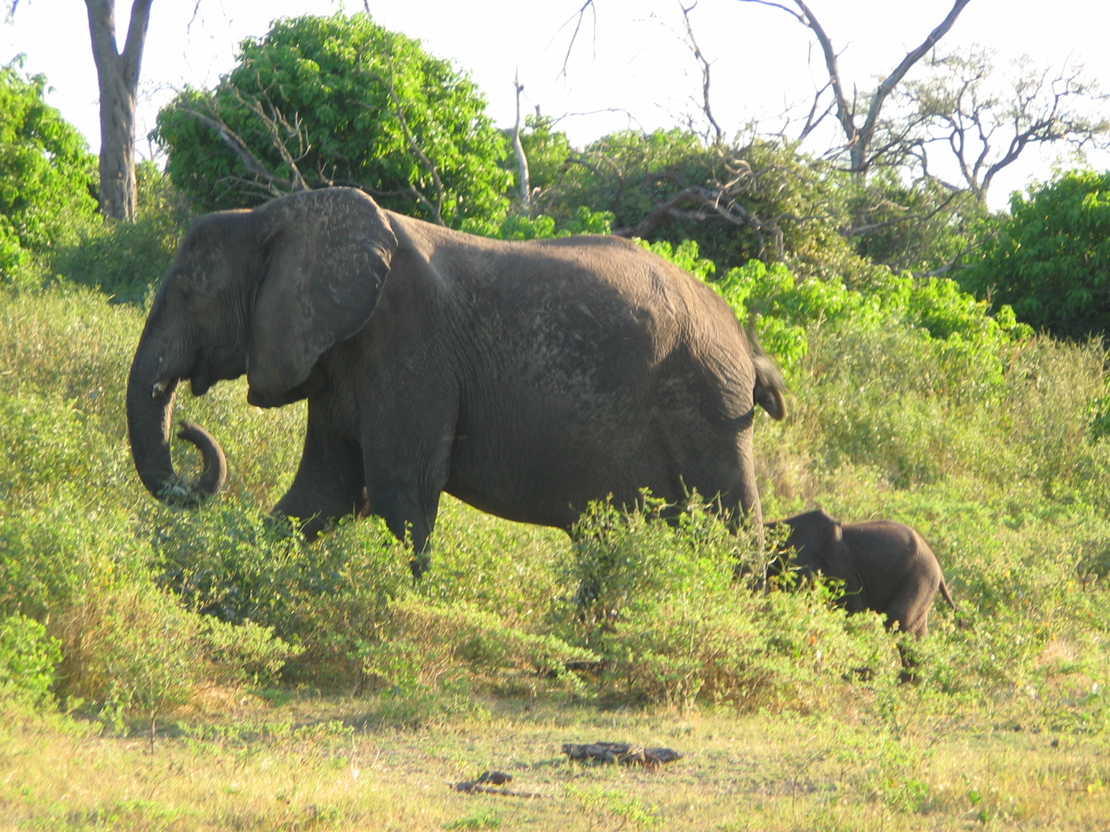 Can you Spot the Elephant? - 5 Lost Together