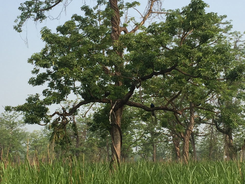 Should You Visit Chitwan National Park? - 5 Lost Together